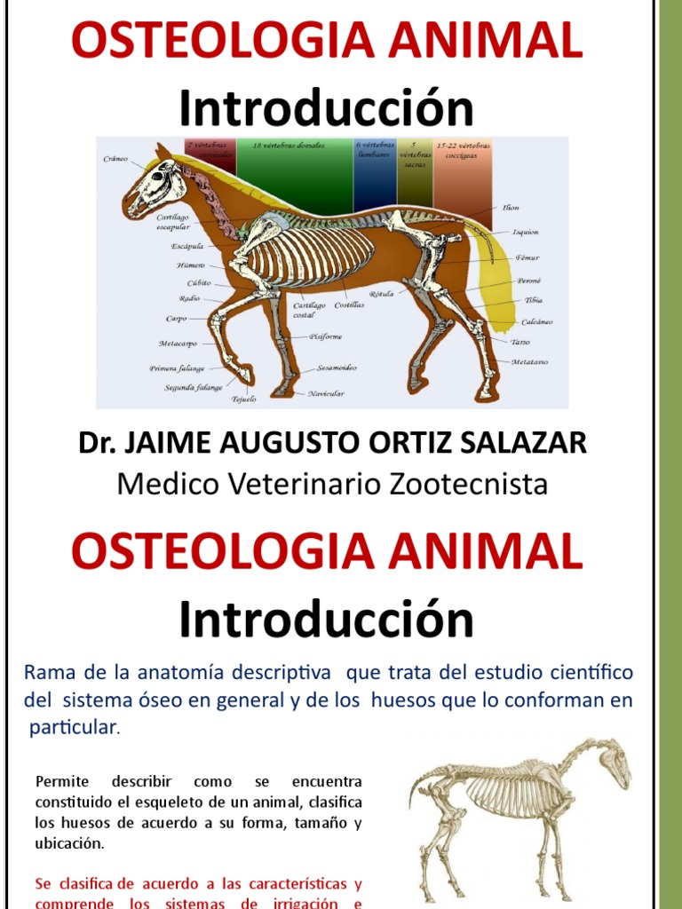 Estudio de la Osteología Animal | PDF | Hueso | Esqueleto
