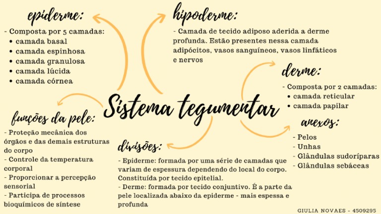 Mapa Mental - Sistema Tegumentar | PDF