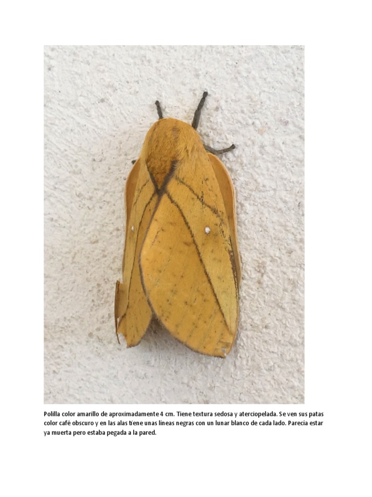 Ambiente. Insectos | PDF