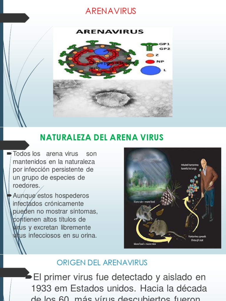 Arena Virus | PDF | Virus | Infección