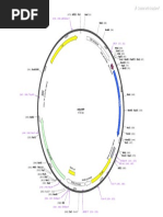 PACYC Map | PDF | Vector (Molecular Biology) | Molecular Cloning