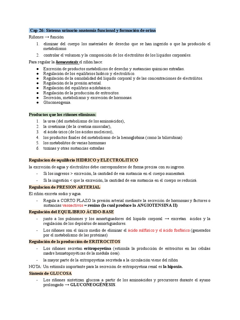 P1 Fisio2 | PDF | Riñón | Angiotensina