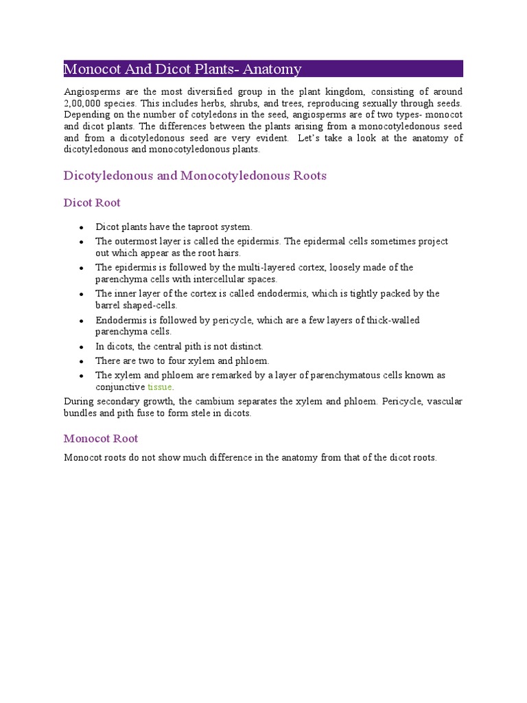 Dicot and Monocot Plant Anatomy | PDF | Leaf | Plant Stem