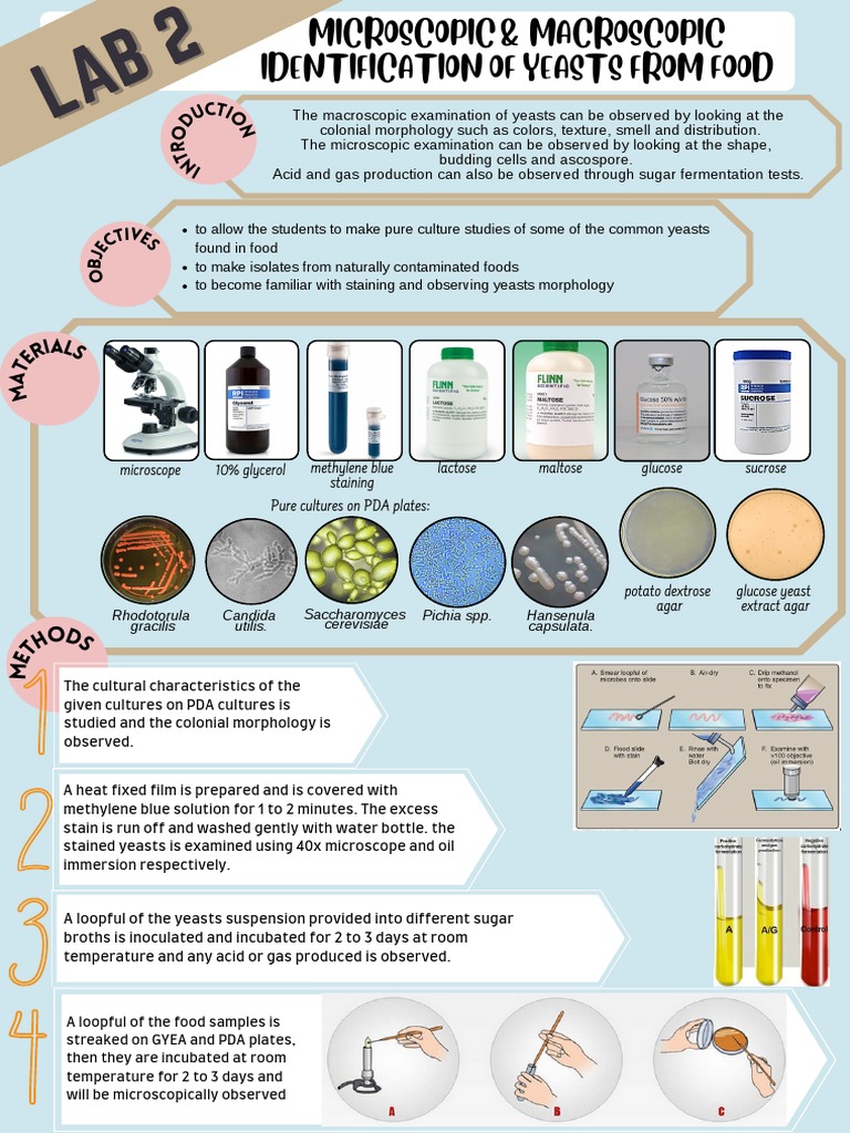 Lab 2 Poster New | PDF | Yeast | Fermentation