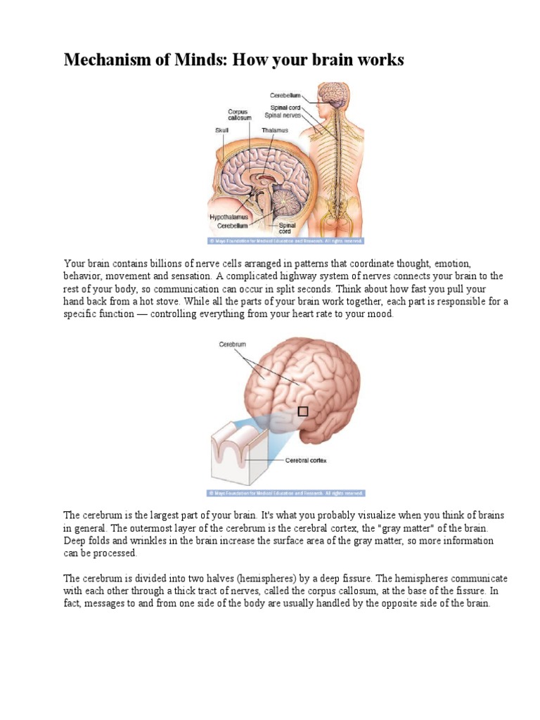 How Your Brain Works | PDF | Central Nervous System | Cerebrum