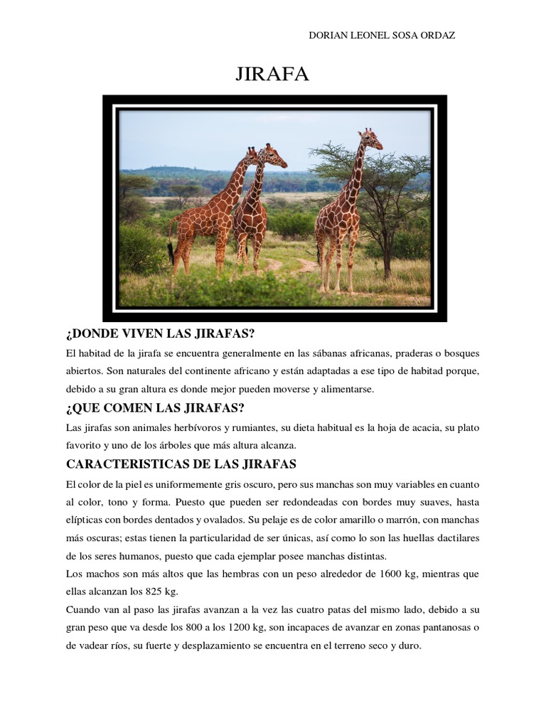 Jirafas | PDF