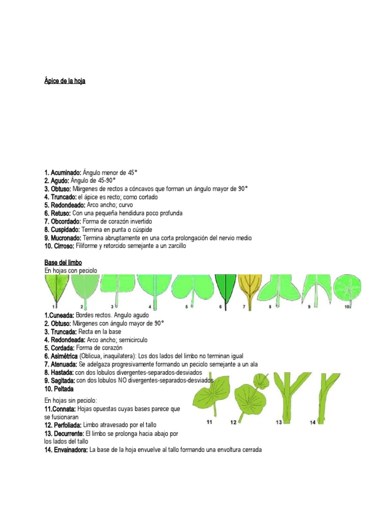 Guia Forma, Base, Borde, Apice | PDF | Hoja | Morfología Vegetal