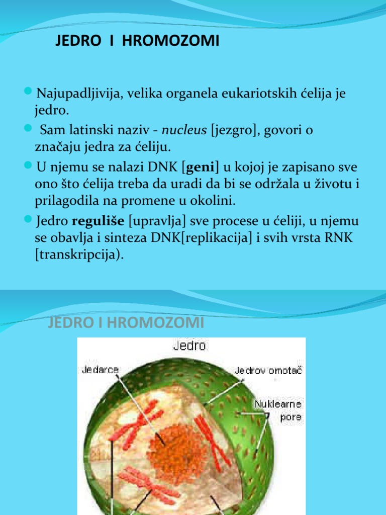 2.JEDRO I HROMOZOMI Prez.. | PDF