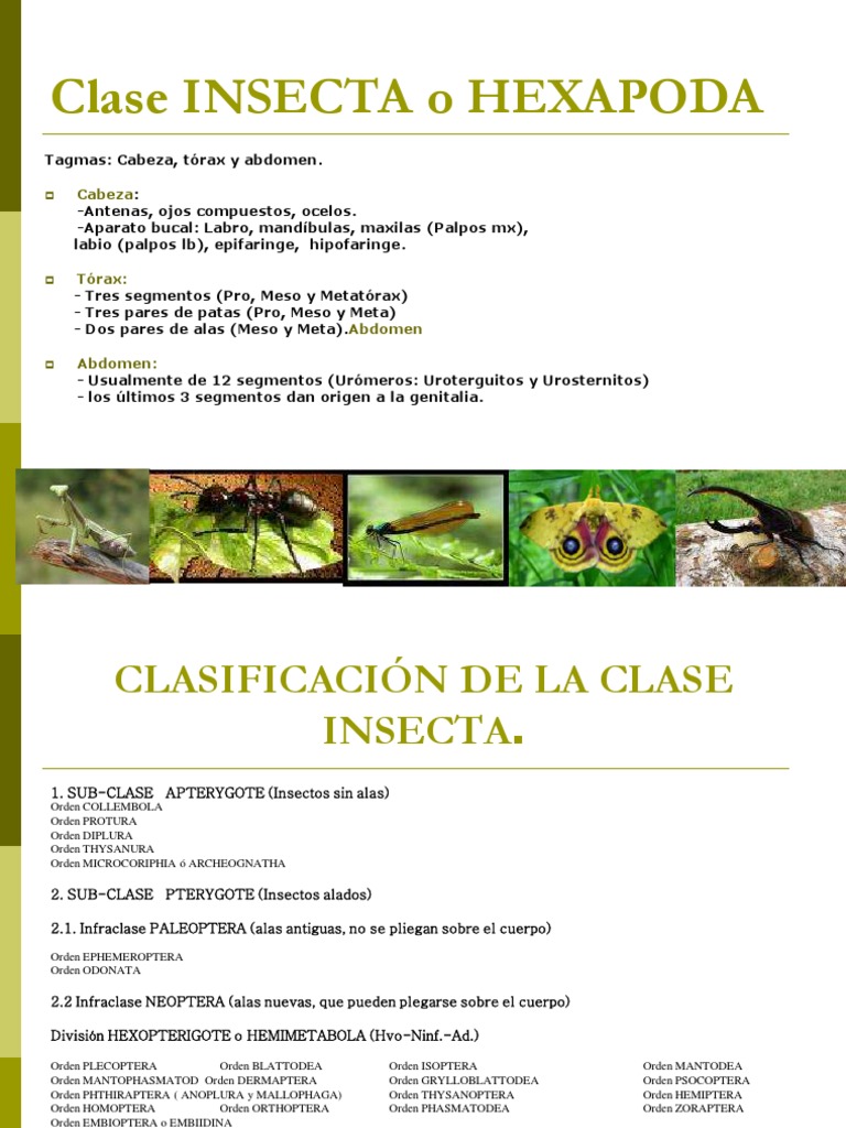 Clase Insecta Clasificacion 2pdf | PDF | Insectos | Artrópodos