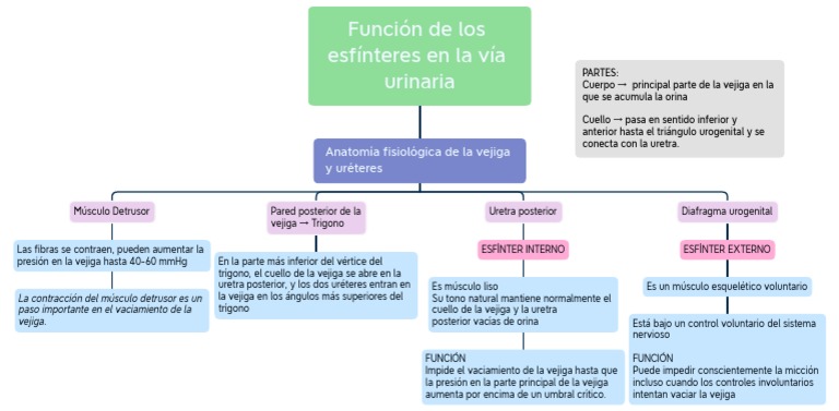 Función de Los Esfínteres en La Vía Urinaria | PDF | Vejiga urinaria ...