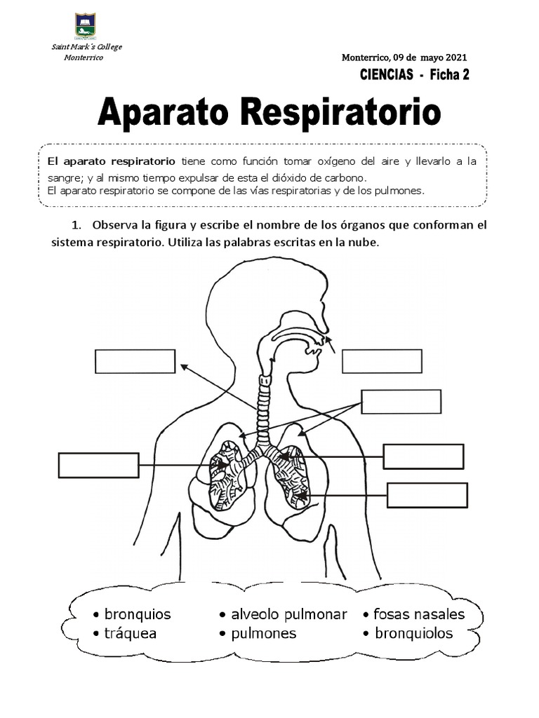 Ficha 02 Sistema Respiratorio | PDF | Estudios de idiomas extranjeros