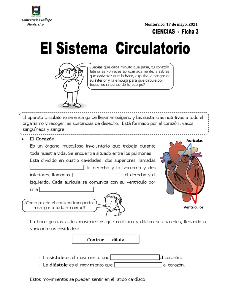 Ficha 03 Sistema-Circulatorio | Descargar gratis PDF | Corazón | Vena