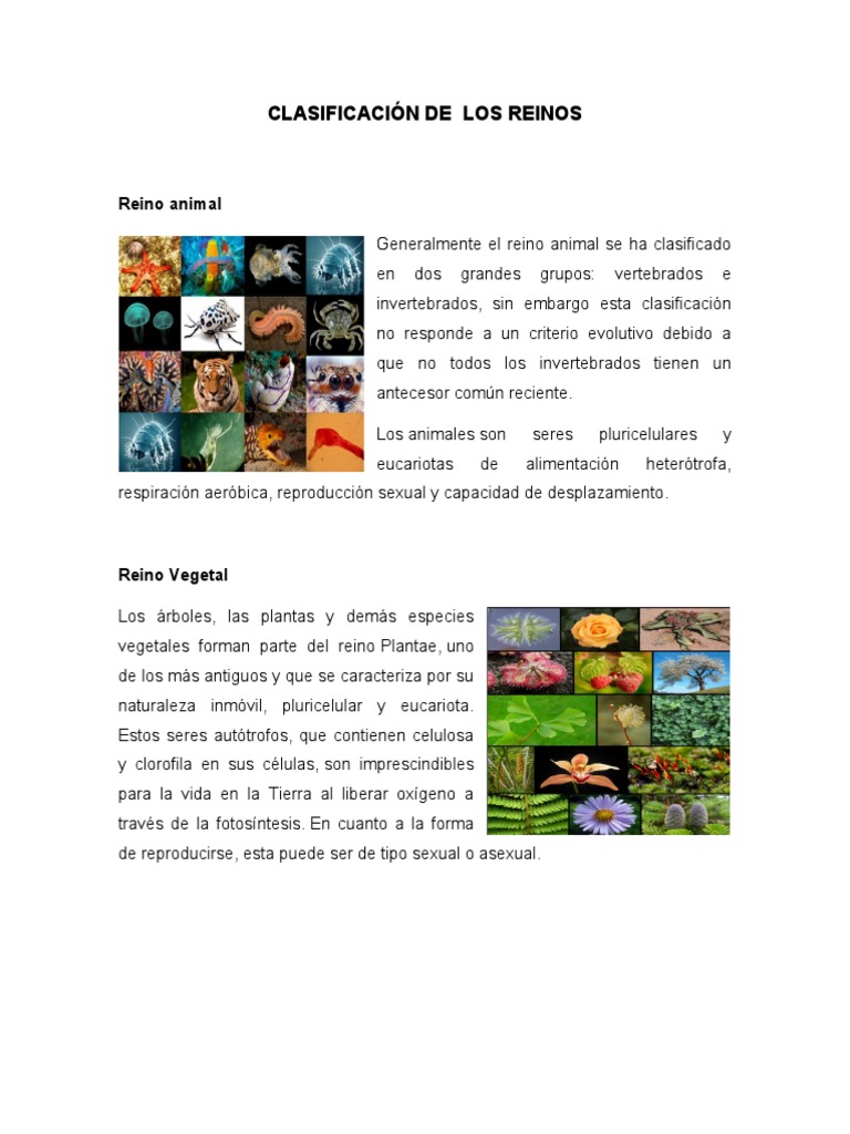 Clasificación de los 5 Reinos Biológicos | PDF | Eucariotas | Las bacterias