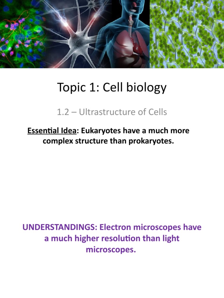Cell Ultrastructure: Eukaryotes vs Prokaryotes | PDF | Cell (Biology ...