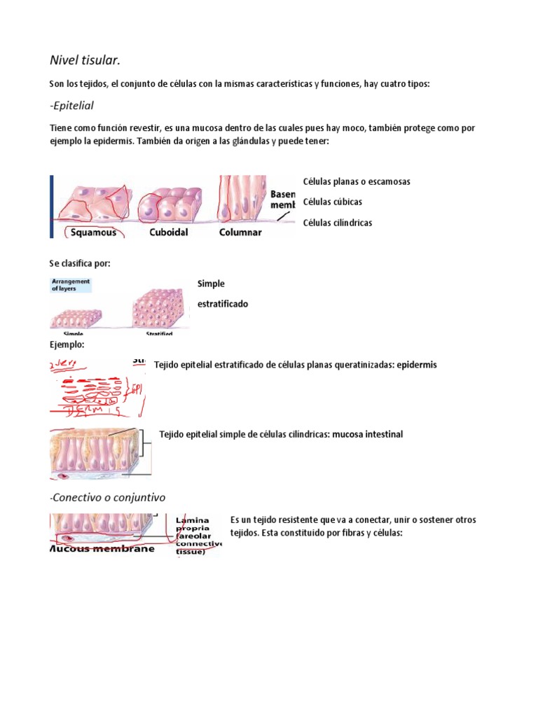 Morfología-Nivel Tisular | PDF | Músculo esquelético | Epitelio