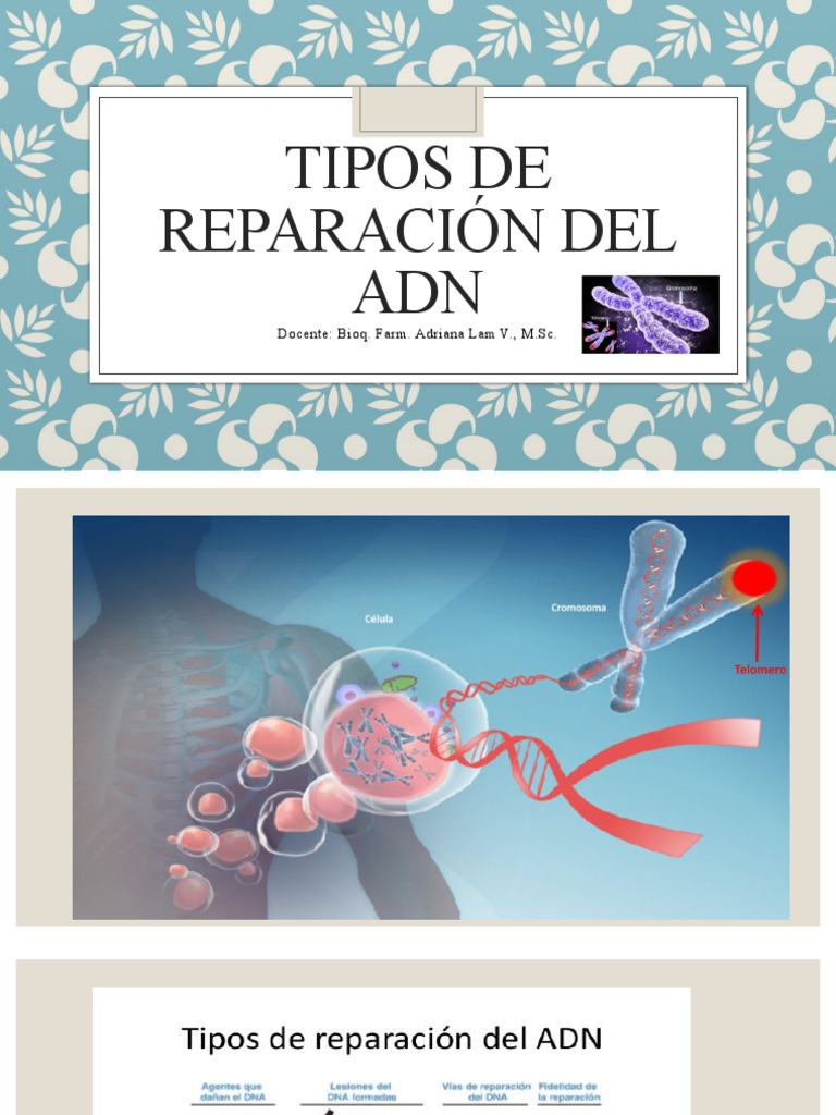 Tipos de Reparación Del Adn | PDF | Reparación de adn | Adn