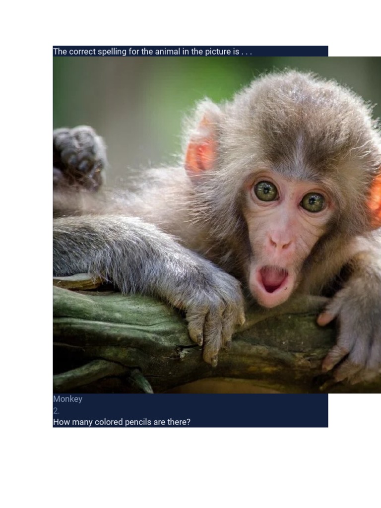 The Correct Spelling For The Animal in The Picture Is - . .: Monkey | PDF