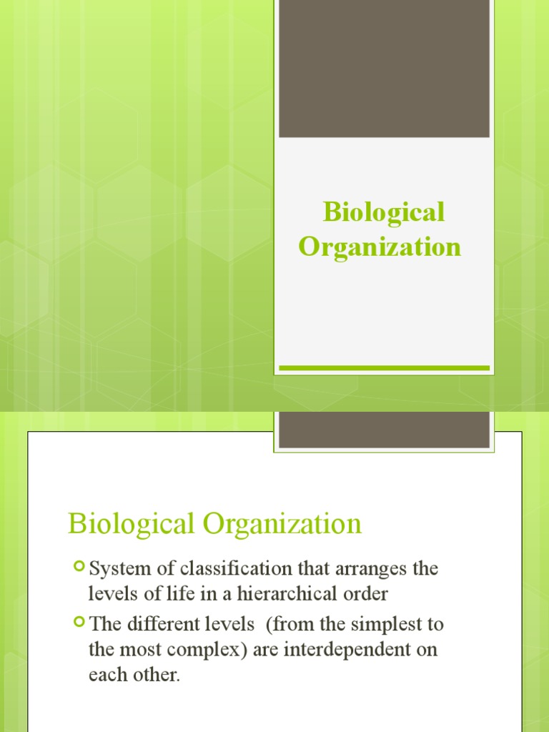 Biological Organization | PDF | Tissue (Biology) | Biology