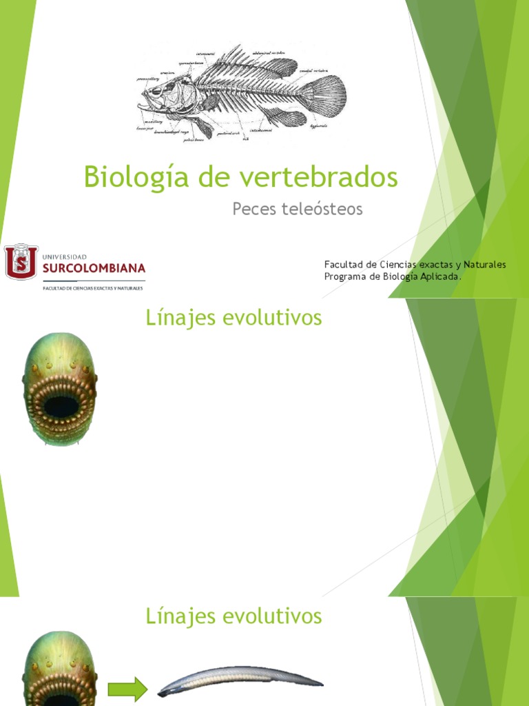 Peces Teleosteos | PDF | Esqueleto | Sistema digestivo humano