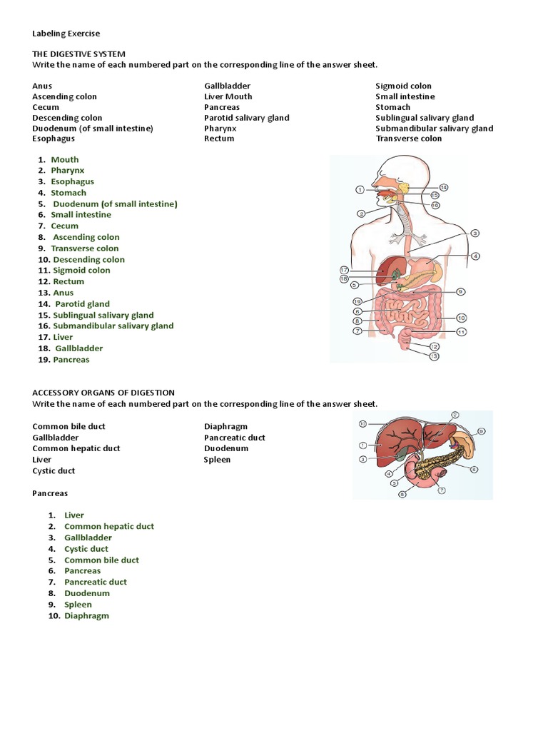 Castro, Almeacor D. - Digestive Exercise | PDF | Human Digestive System ...