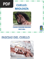 Musculos de La Nuca | PDF | Anatomía humana | Sistema musculoesquelético