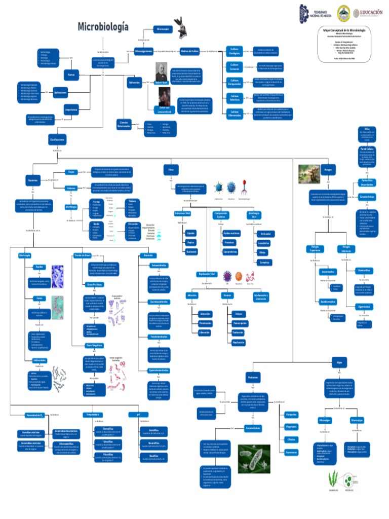 Mapa Conceptual Microbiología | PDF | Las bacterias | Microbiología