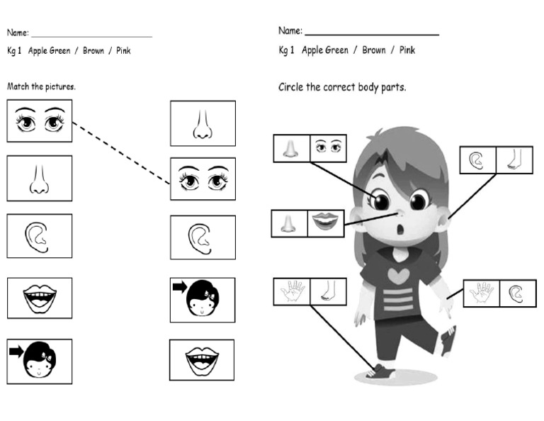 My Body - Face Parts Activity | PDF
