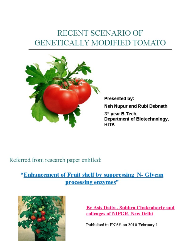 Recent Scenario of Genetically Modified Tomato | PDF | Tomato | Genetic ...