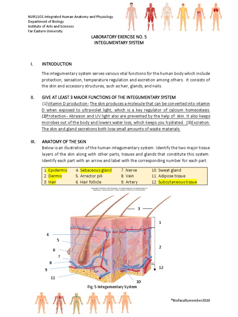 Lab Exercise 5 | PDF | Integumentary System | Skin