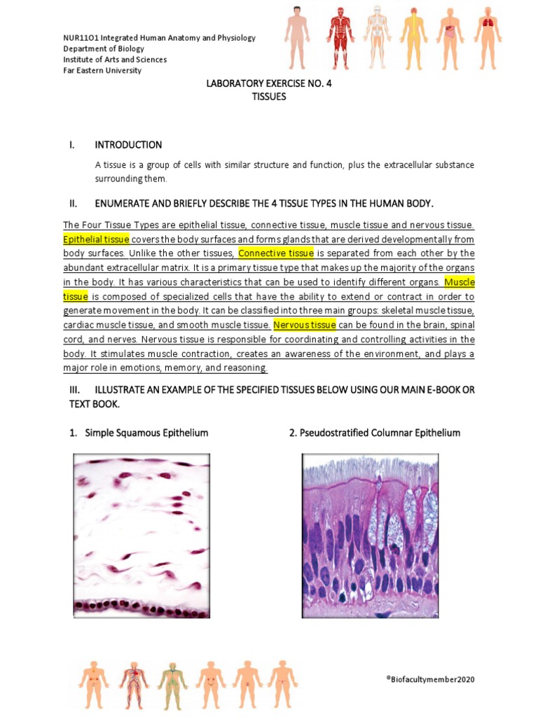 Lab Exercise 4 | PDF | Tissue (Biology) | Epithelium
