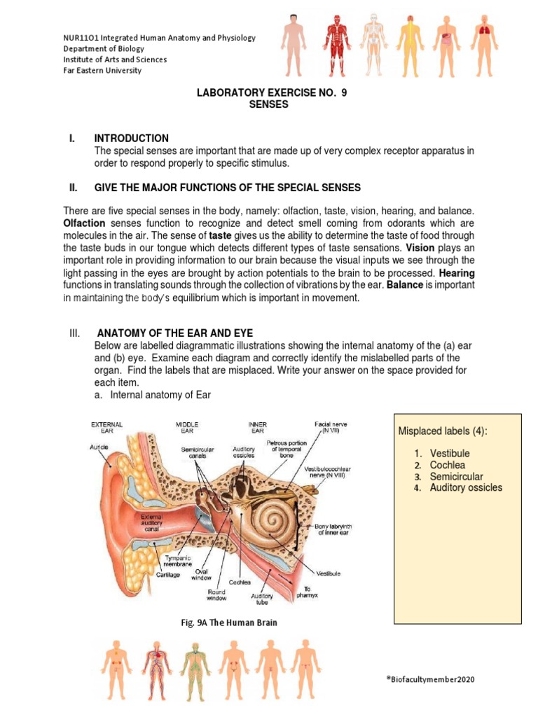 Lab Exercise 9 | PDF | Senses | Ear