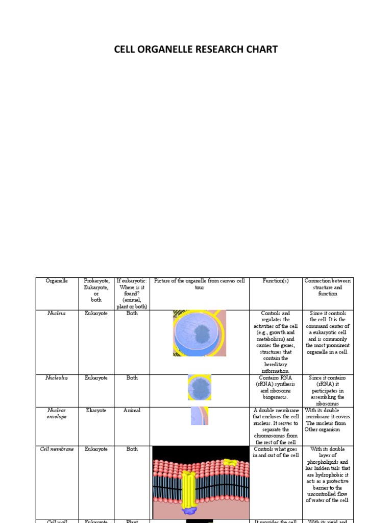Cell Organelle Research Chart | PDF | Cell (Biology) | Cell Nucleus