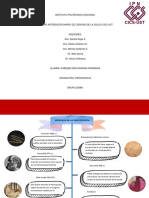 Piramide de Socransky | PDF | Las bacterias | Inmunología