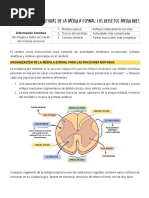 Tracto Rubroespinal | PDF | Cerebro | Neuroanatomía
