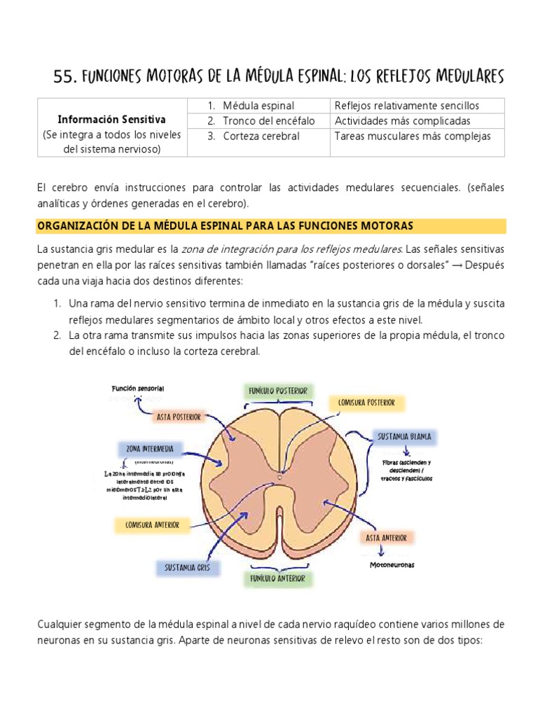 Cap. 55 Funciones Motoras de La Médula Espinal - Reflejos Medulares | PDF | Materia gris | Neurona