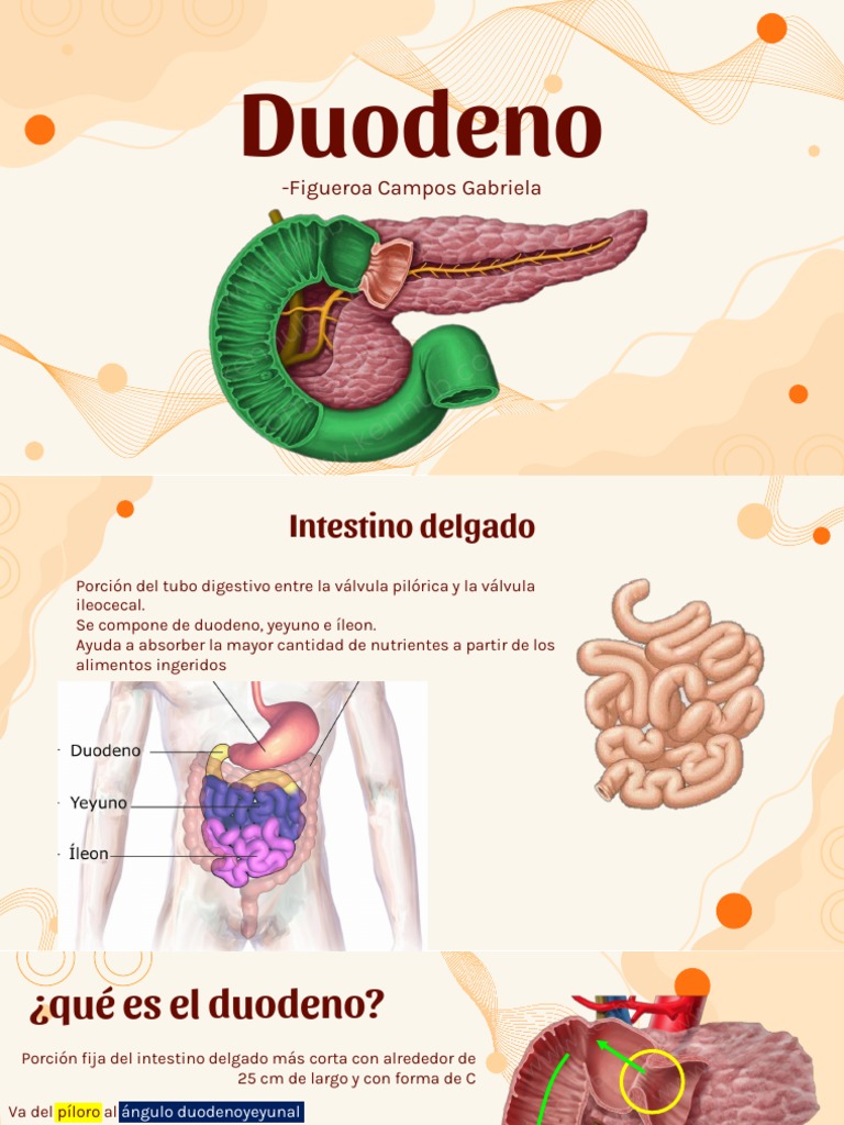 Duodeno | PDF | Sistema digestivo humano | Intestino delgado