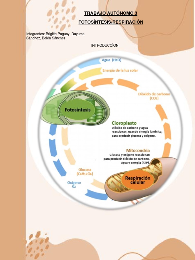 Fotosíntesis y Respiración | PDF | Fotosíntesis | Respiración celular