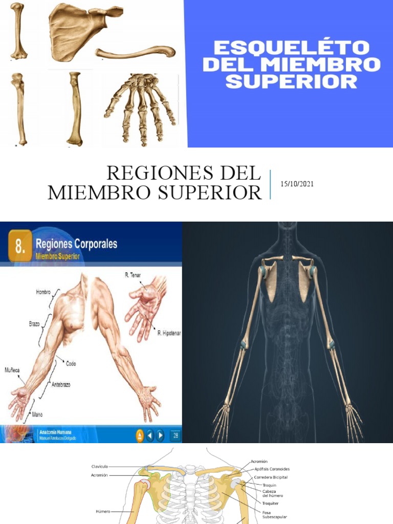 Regiones Del Miembro Superior | PDF