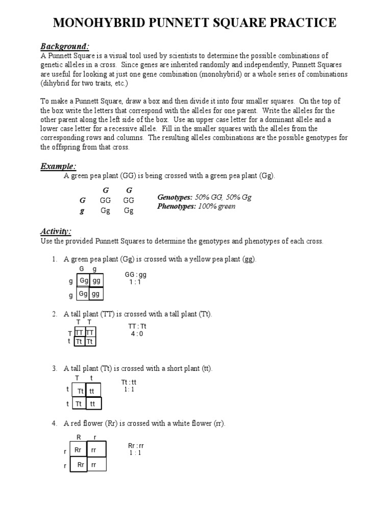 Monohybrid Punnett Squares Worksheet | PDF | Dominance (Genetics ...