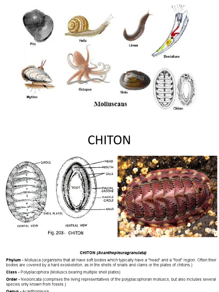 Mollusca Classification | PDF | Mollusca | Bivalvia