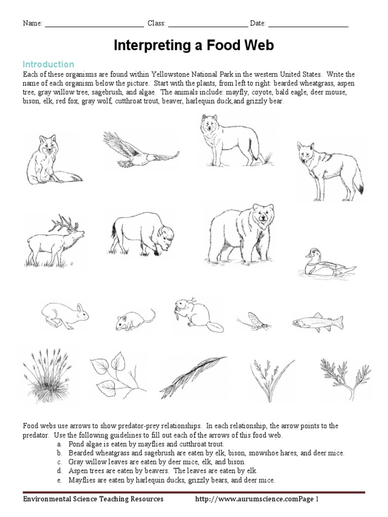 Food Web Interpretation | PDF | Food Web | Coyote