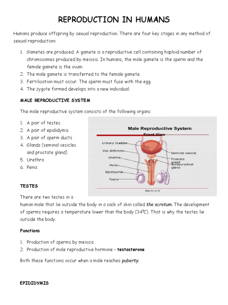 A Comprehensive Overview of Human Reproduction: The Anatomy and ...