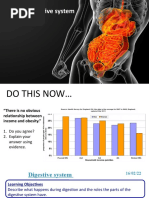 Digestive System GIZMO | PDF | Digestion | Small Intestine