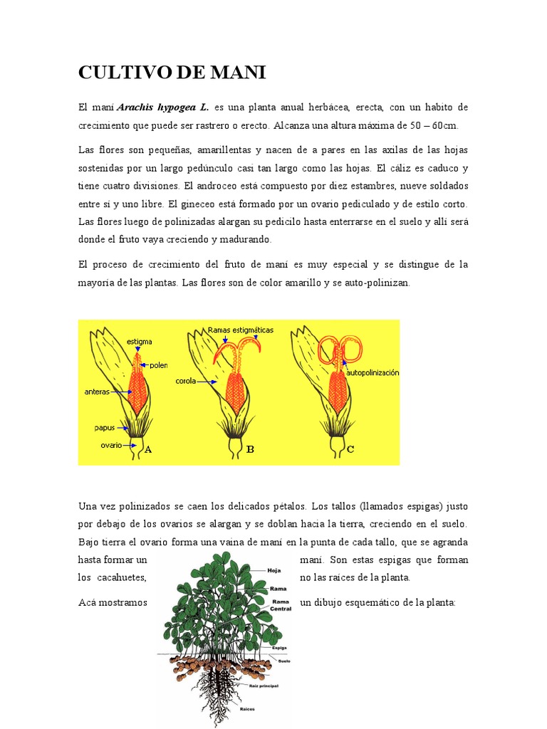 Flor Del Mani | PDF | Flores | Plantas