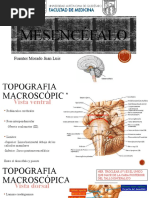 El Colículo Superior | PDF | Anatomía humana | Neurociencia