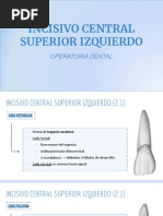 Rizólisis Dental: Proceso y Fisiología | PDF | Hueso | Inflamación