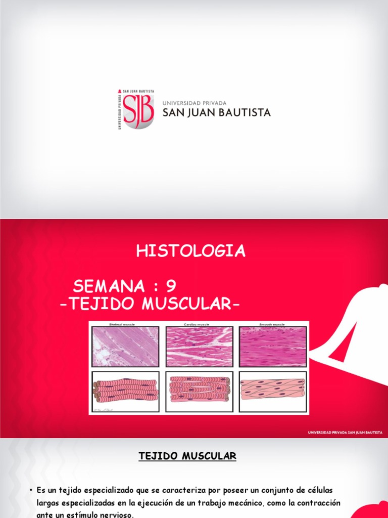 HISTO PRACTICA 9 - Músculo | PDF | Músculo esquelético | Músculo cardíaco