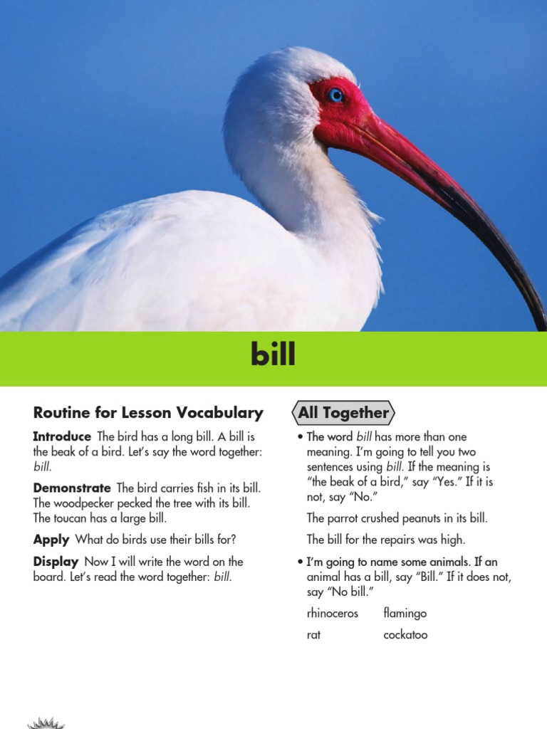 Amazing Bird Nests Vocabulary Cards | PDF | Hunting | Ton