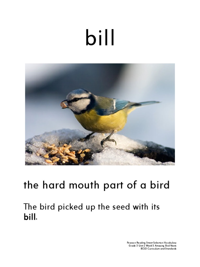 Bird Nest Vocabulary: Defining Key Terms Used to Describe Bird Nests ...