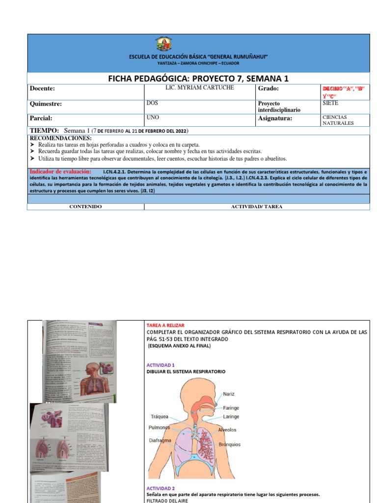 Proyecto 7 Semana 1 Decimo | Descargar gratis PDF | Sistema respiratorio | Asma